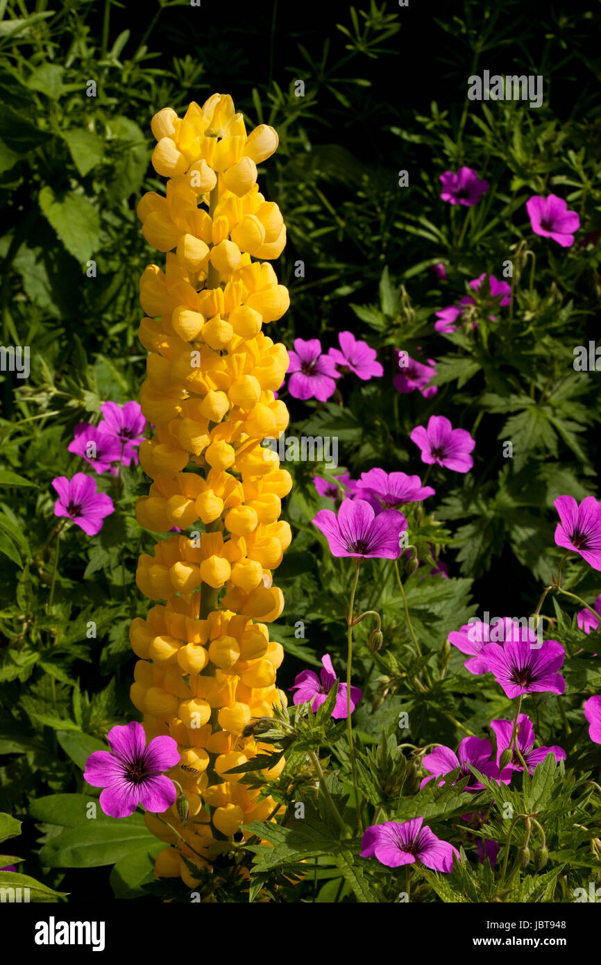 A Lupin with other spring flowers in a garden in England, UK Stock ...