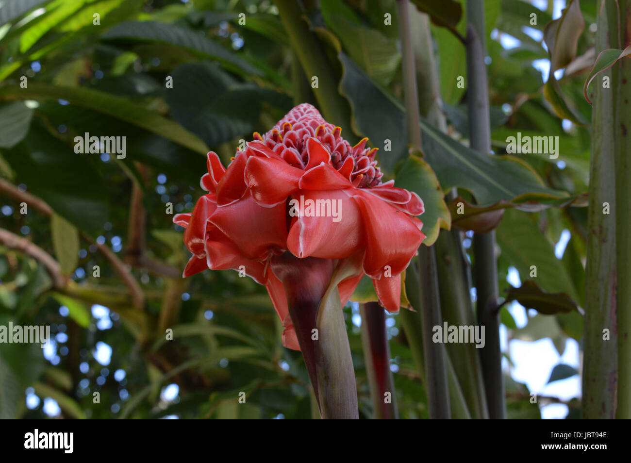 Red Torch Ginger Stock Photo - Alamy