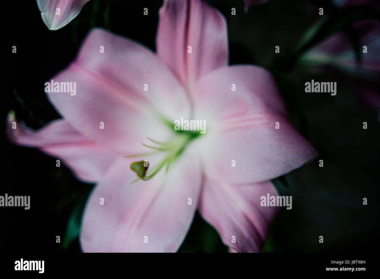 Pink lily flower closeup view Stock Photo - Alamy