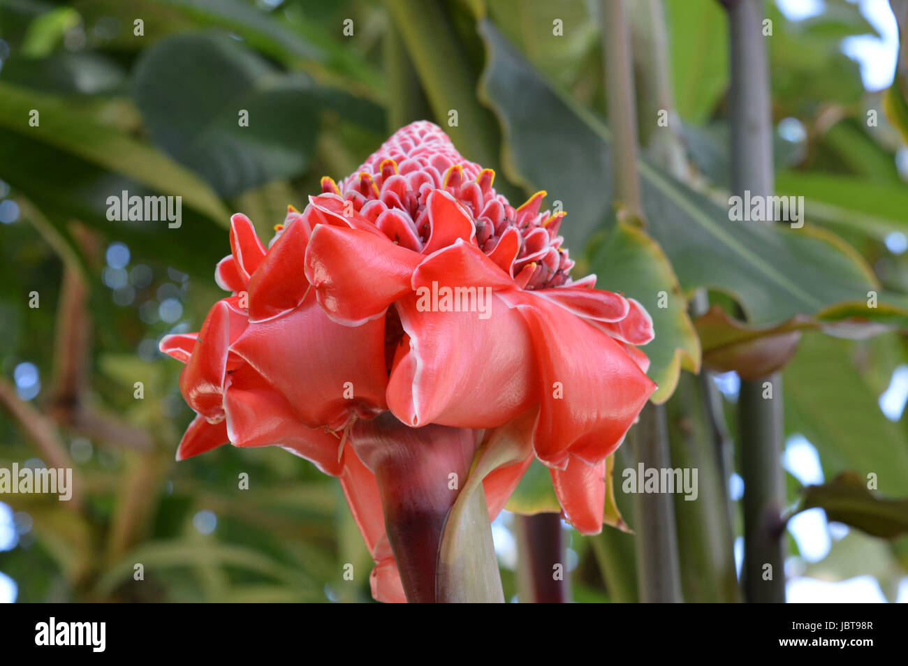 Red Torch Ginger Stock Photo - Alamy