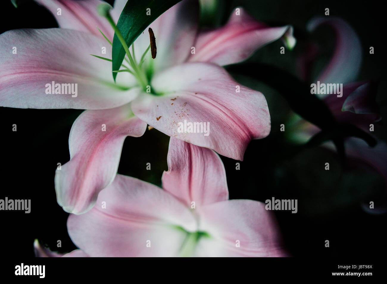 Pink lily flower closeup view Stock Photo - Alamy