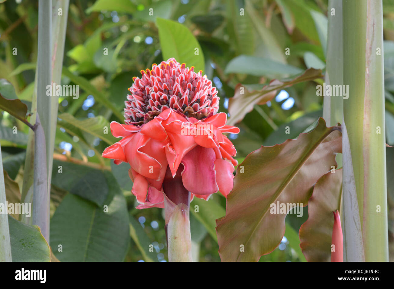 Red Torch Ginger Stock Photo - Alamy