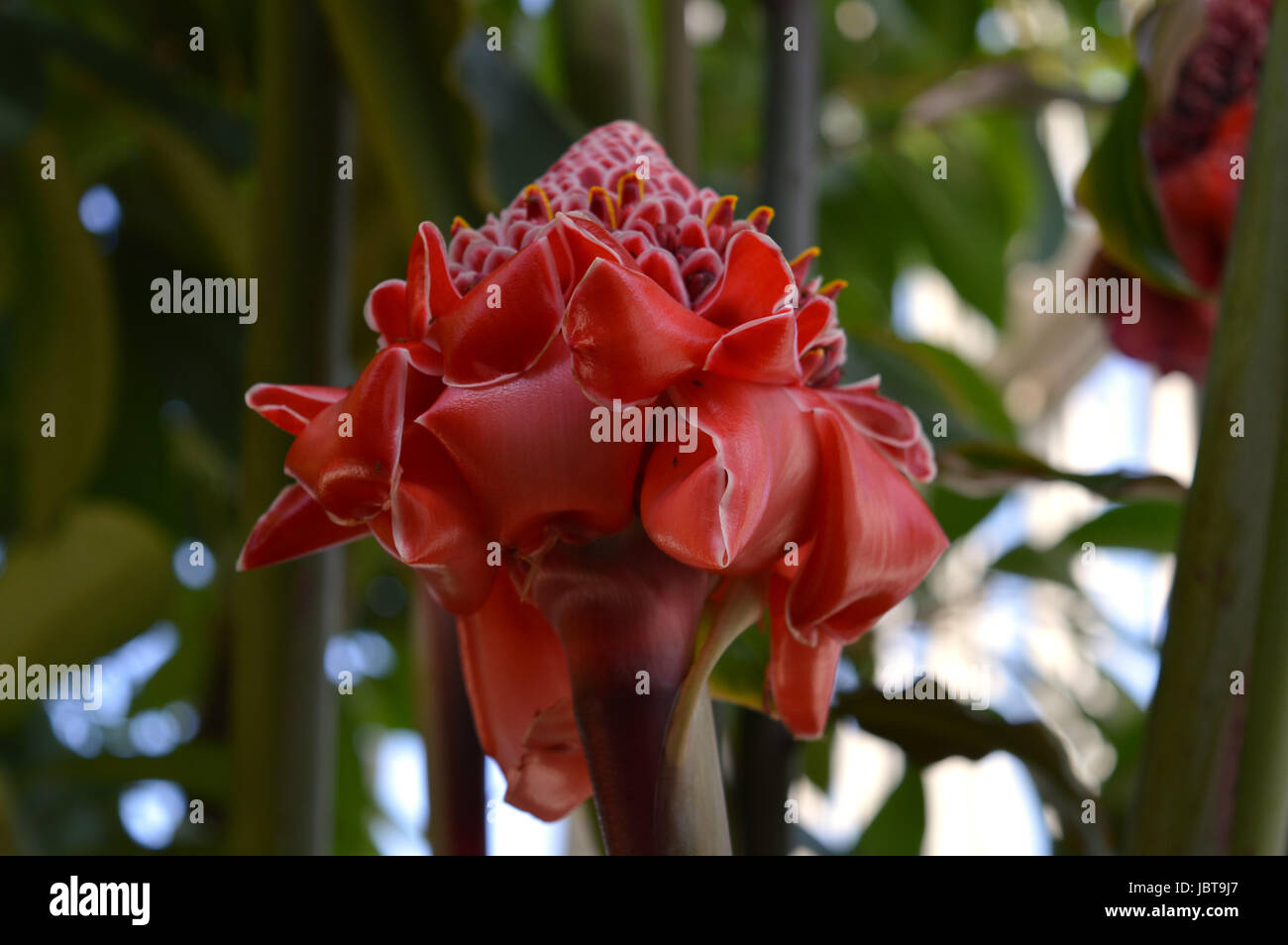 Red Torch Ginger Stock Photo - Alamy