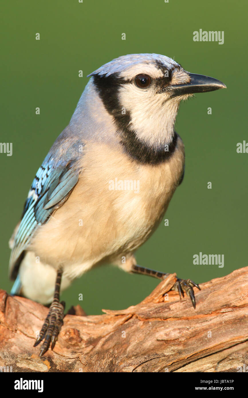 Blue Jay (corvid cyanocitta) with a green background Stock Photo - Alamy
