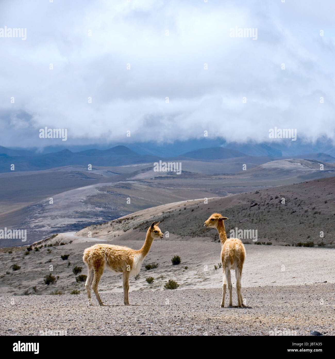 Guanaco Ecuador High Resolution Stock Photography and Images - Alamy