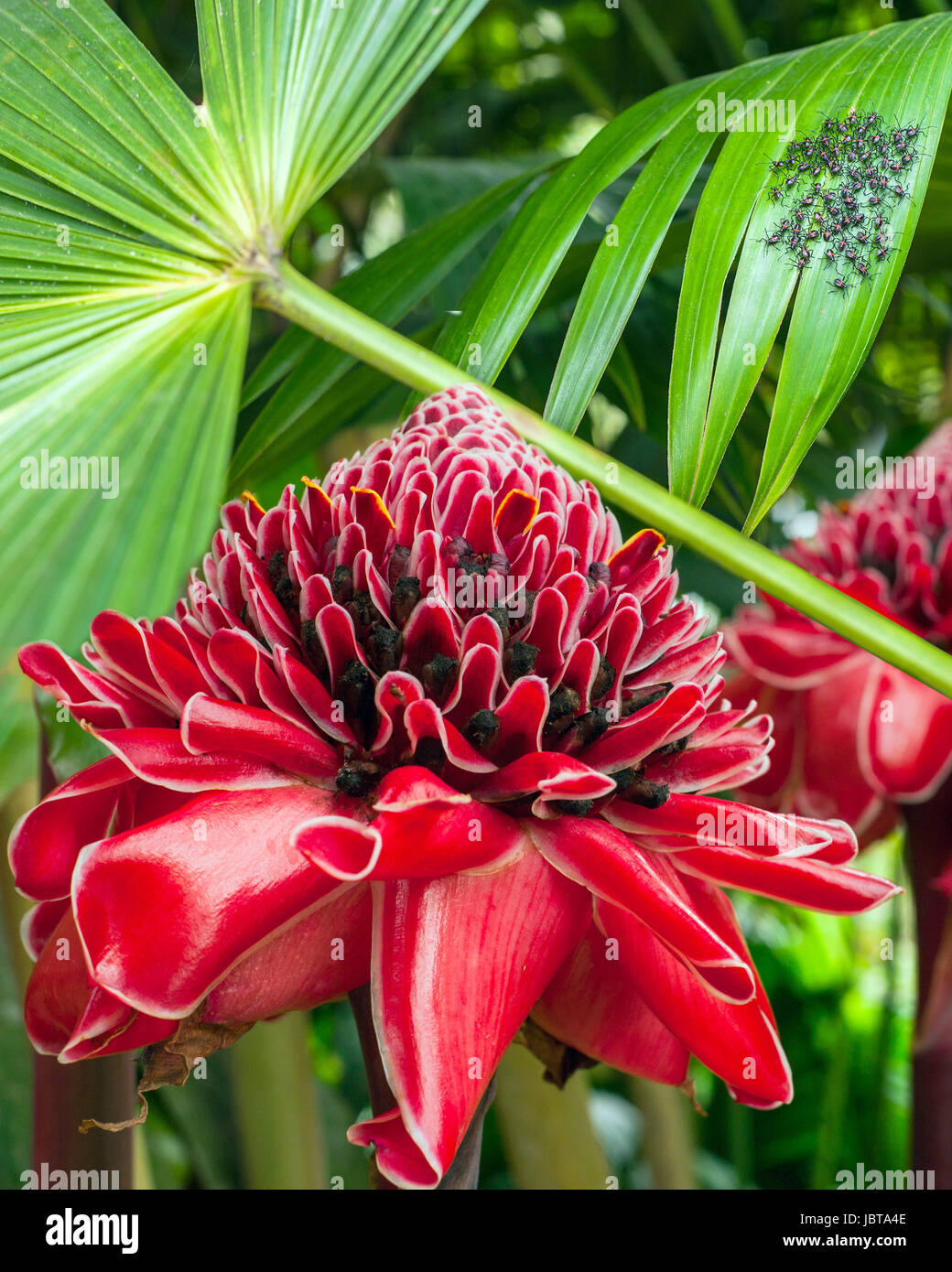 Ginger from peru hi-res stock photography and images - Alamy