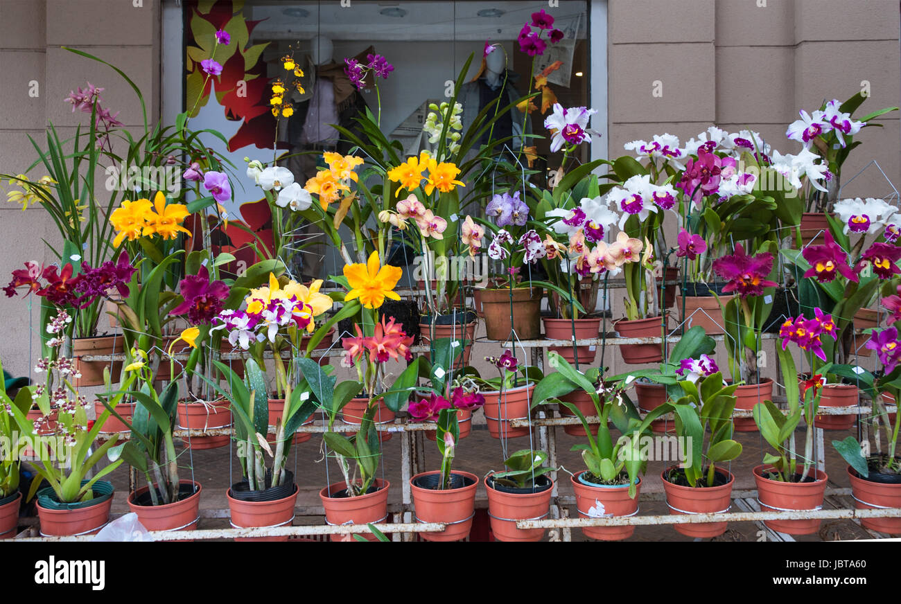 Orchids for sale, Street market in Asuncion, Paraguay Stock Photo - Alamy