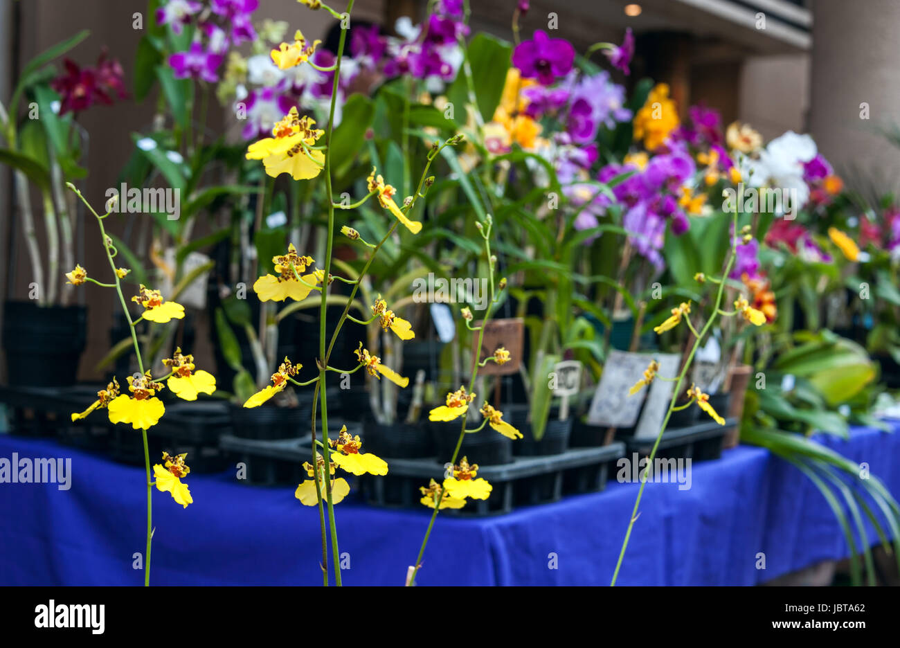 Street market of orchids in Asuncion, Paraguay Stock Photo - Alamy