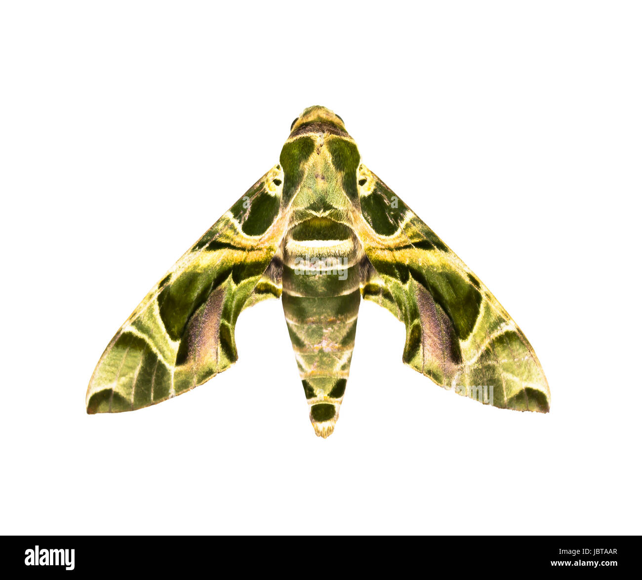 Hawk-moth ( Daphnis nerii ) isolated on white background with clipping ...
