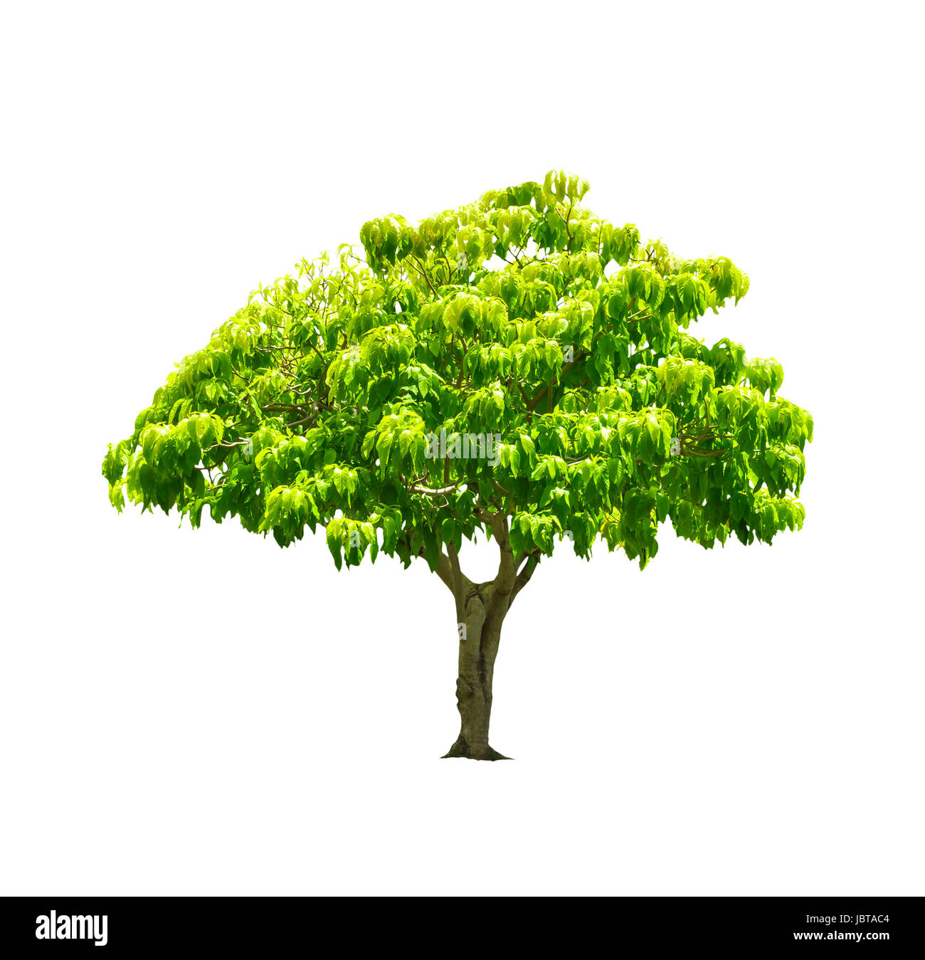 A green tree isolated on white background Stock Photo - Alamy