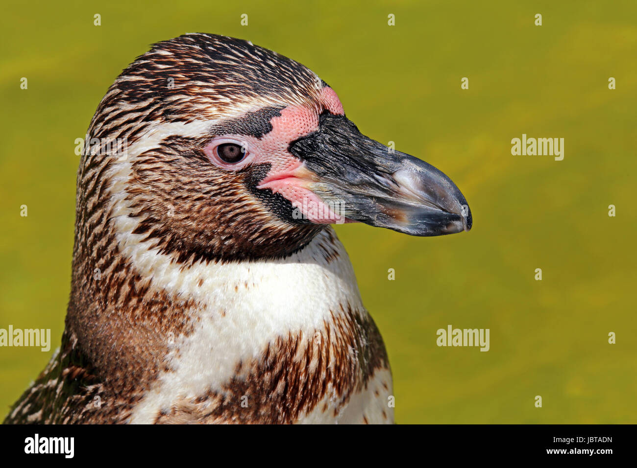 jetblack deep black Stock Photo - Alamy