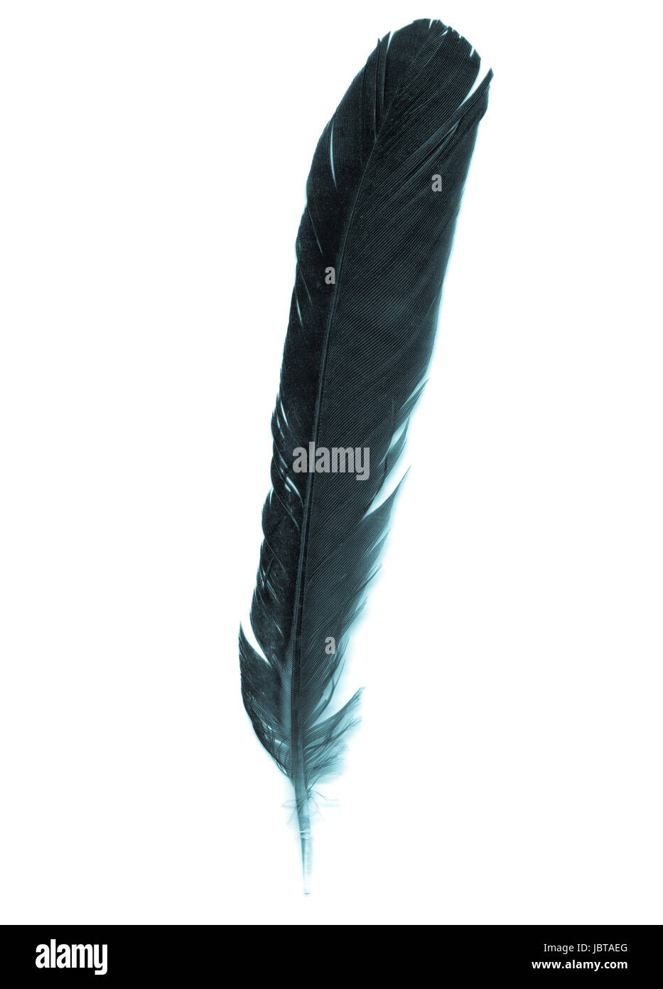 A bird feather isolated over white background - cool cyanotype Stock ...