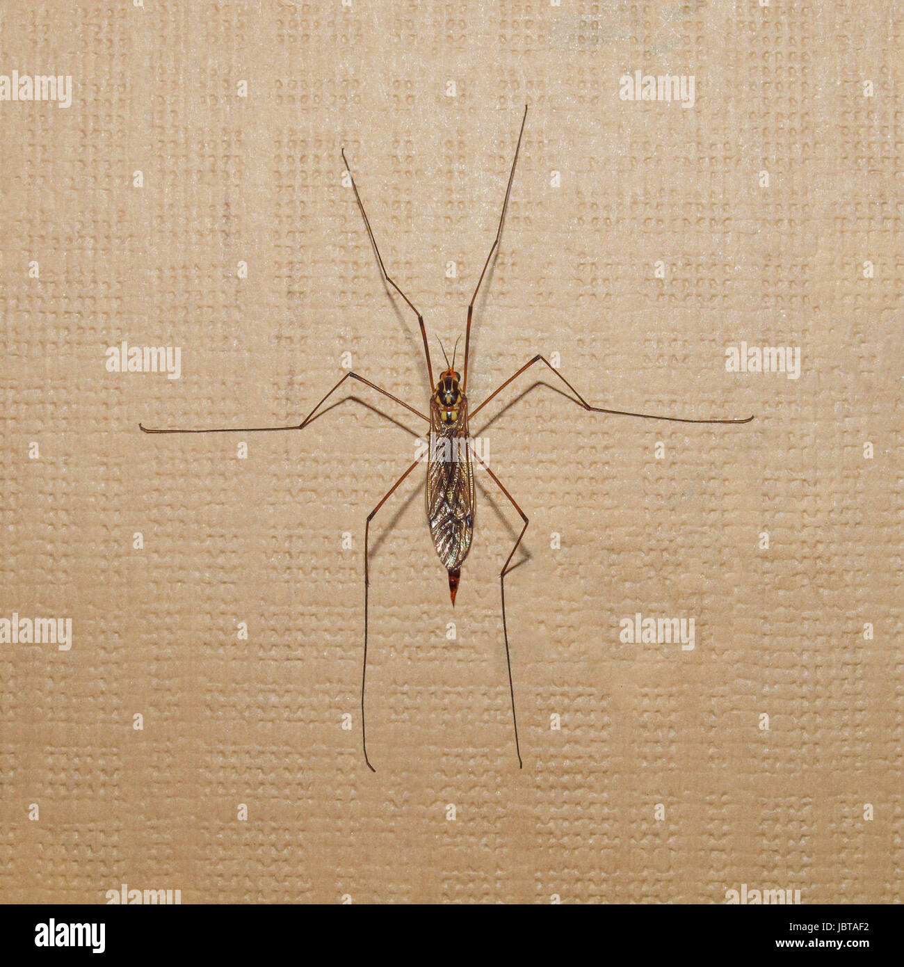 Crane Fly mosquito insect of the family Tipulidae order Diptera aka ...