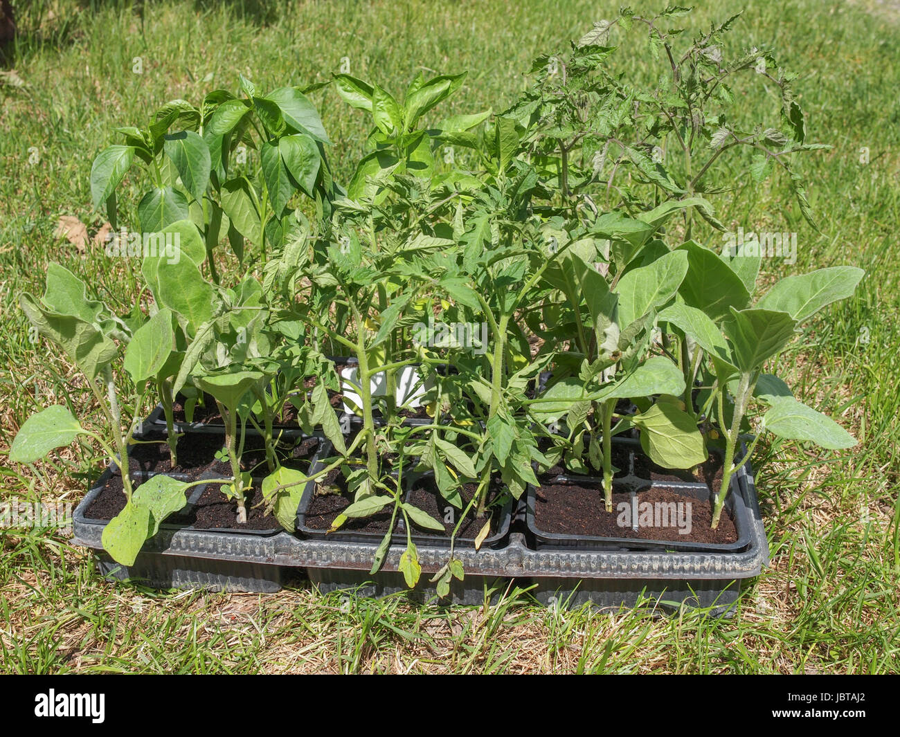 Plug plants small seedlings grown in trays Stock Photo - Alamy