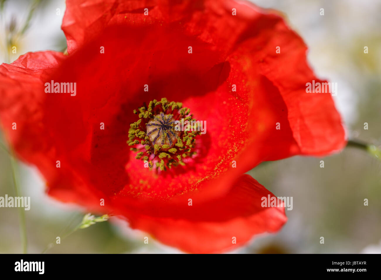 meadow field edge Stock Photo - Alamy