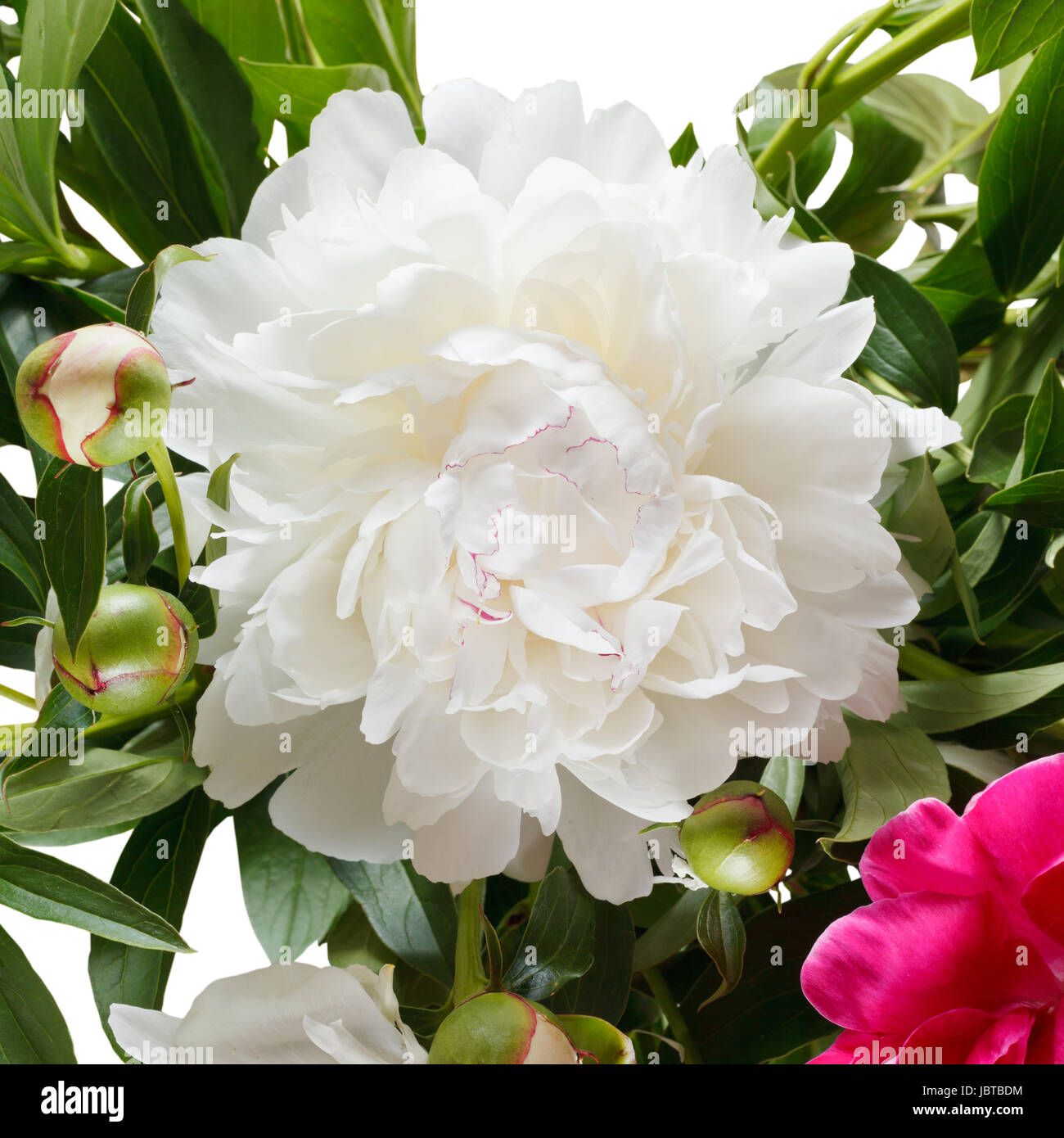 peony flower close up isolated on white background Stock Photo - Alamy