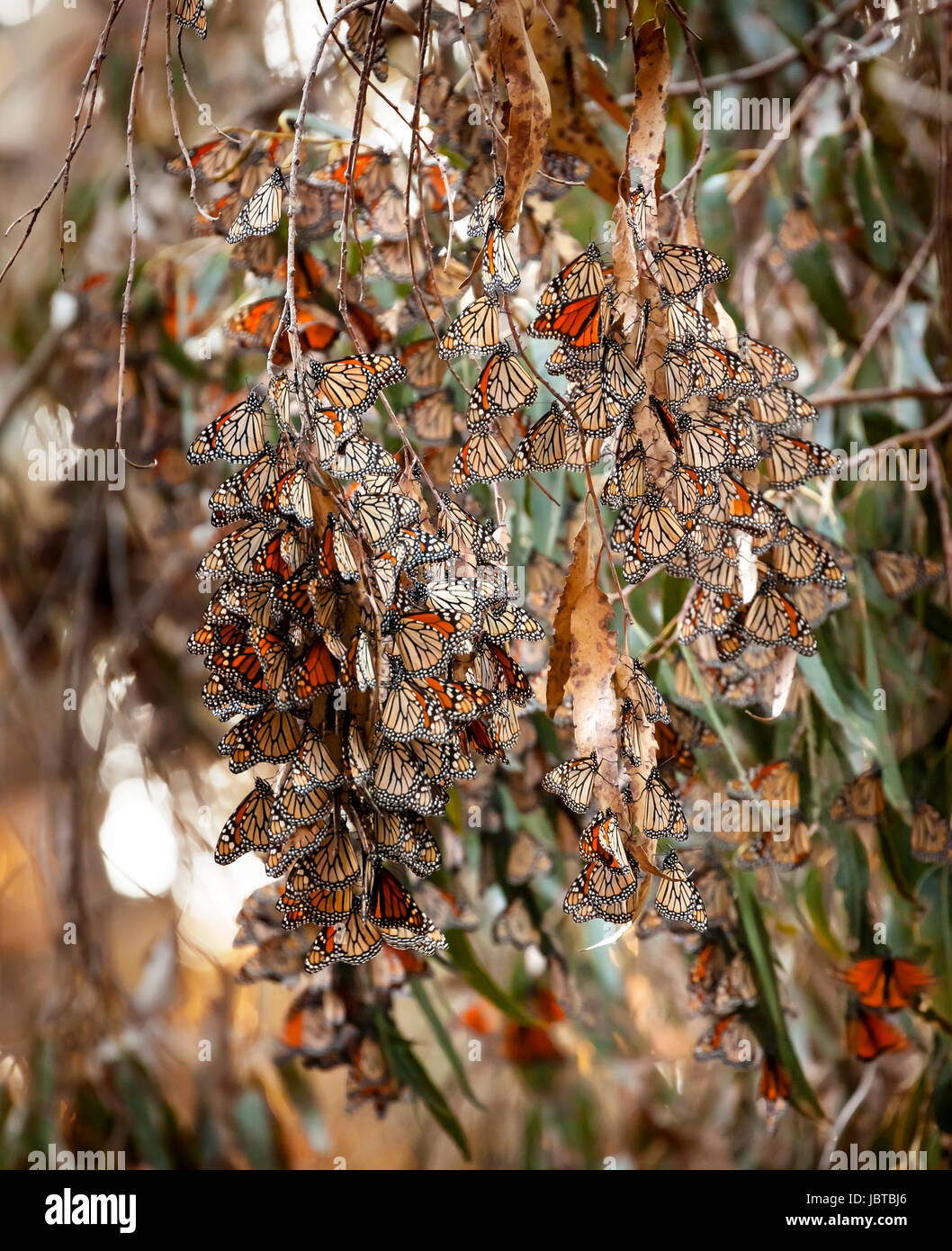 Thousands of Monarch Butterflies Migration Breeding Ellwood Mesa ...