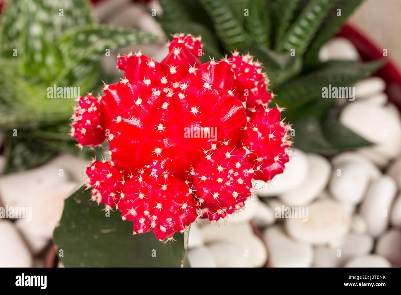 Golden star cactus hi-res stock photography and images - Alamy