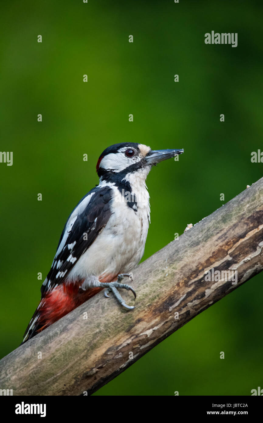 Dendrocpos hi-res stock photography and images - Alamy