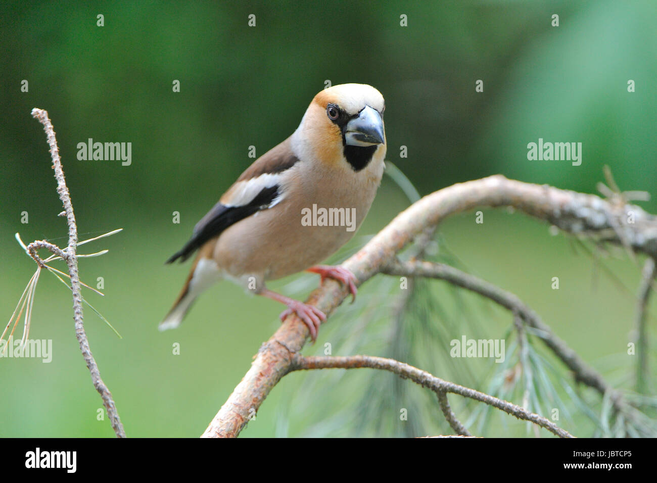 Kehlfleck hi-res stock photography and images - Alamy