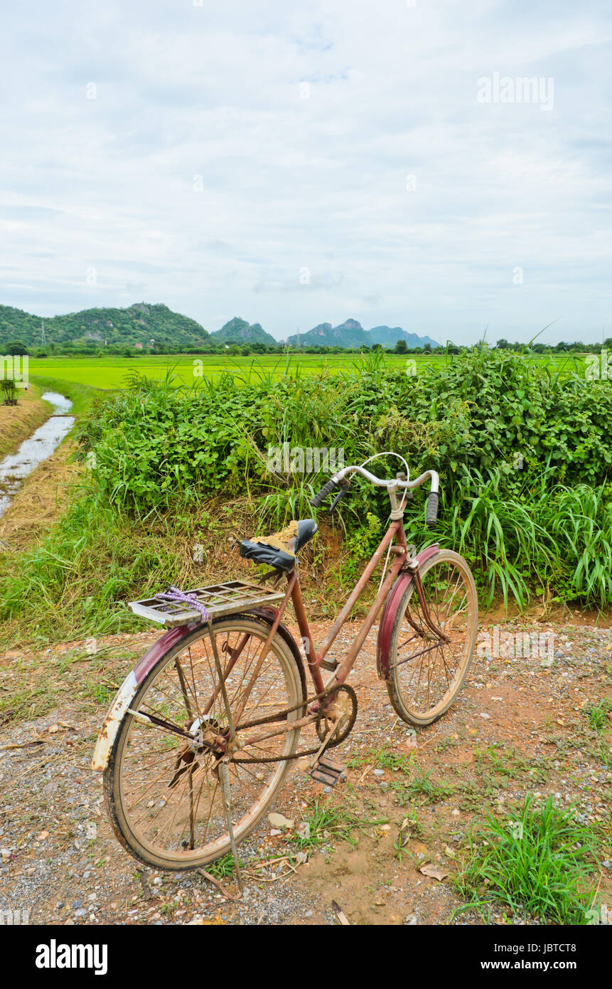 Rice cultivation cycle hi-res stock photography and images - Alamy