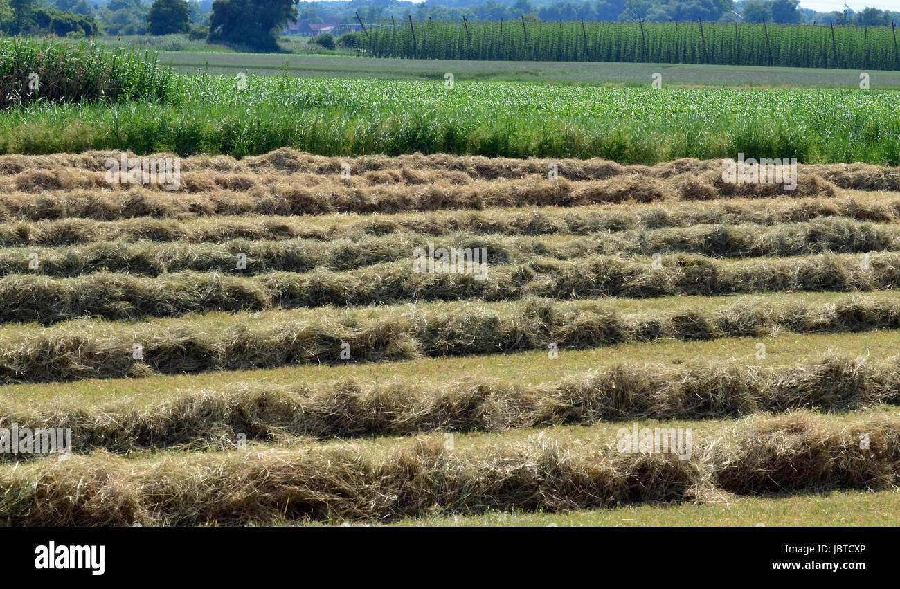 Hay blades hi-res stock photography and images - Alamy