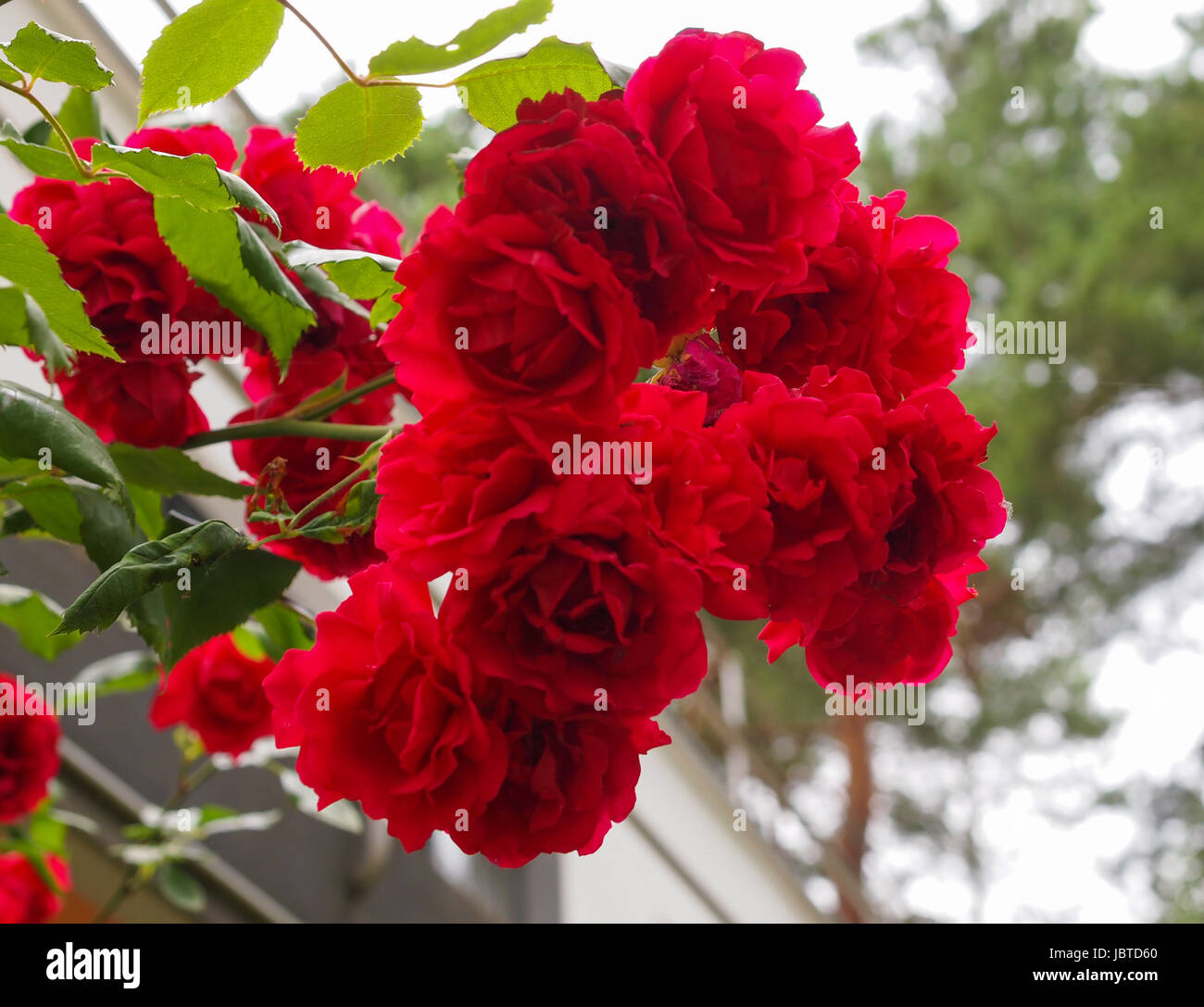 Genus Rosa High Resolution Stock Photography and Images - Alamy