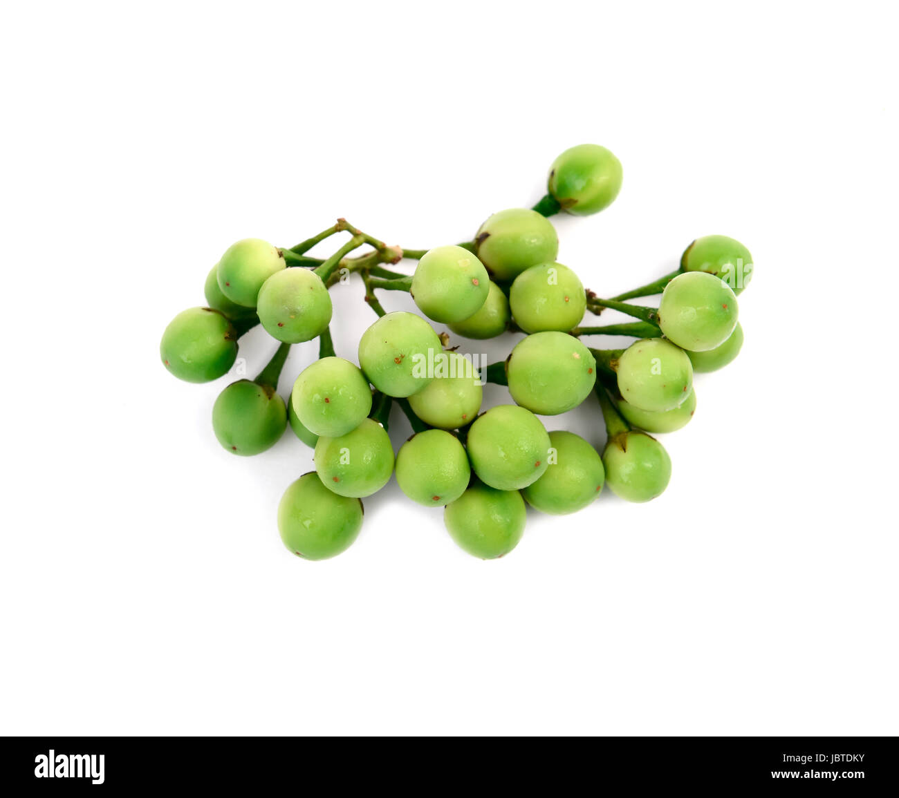 turkey berry isolated on white background Stock Photo - Alamy