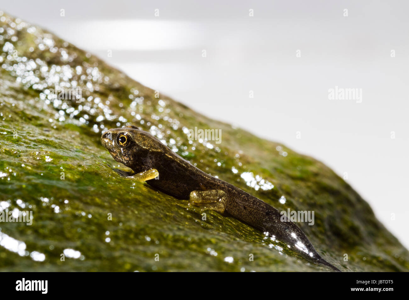 Tadpole to frog metamorphosis Stock Photo - Alamy
