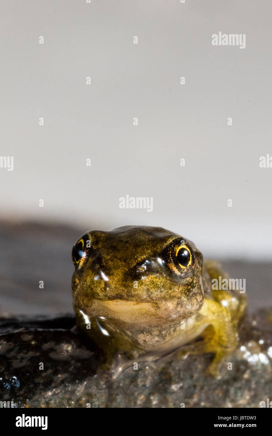 Tadpole frog metamorphosis hi-res stock photography and images - Alamy