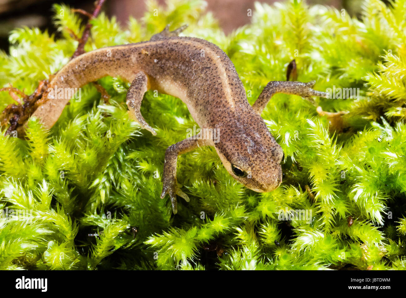 Smooth newt - photographed in controlled conditions and released ...
