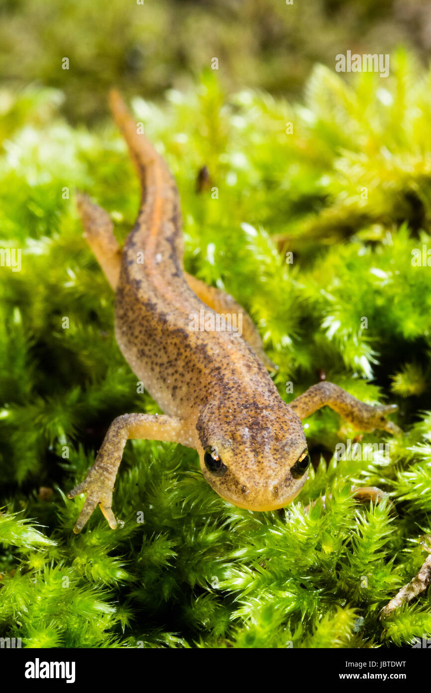 Smooth newt - photographed in controlled conditions and released ...