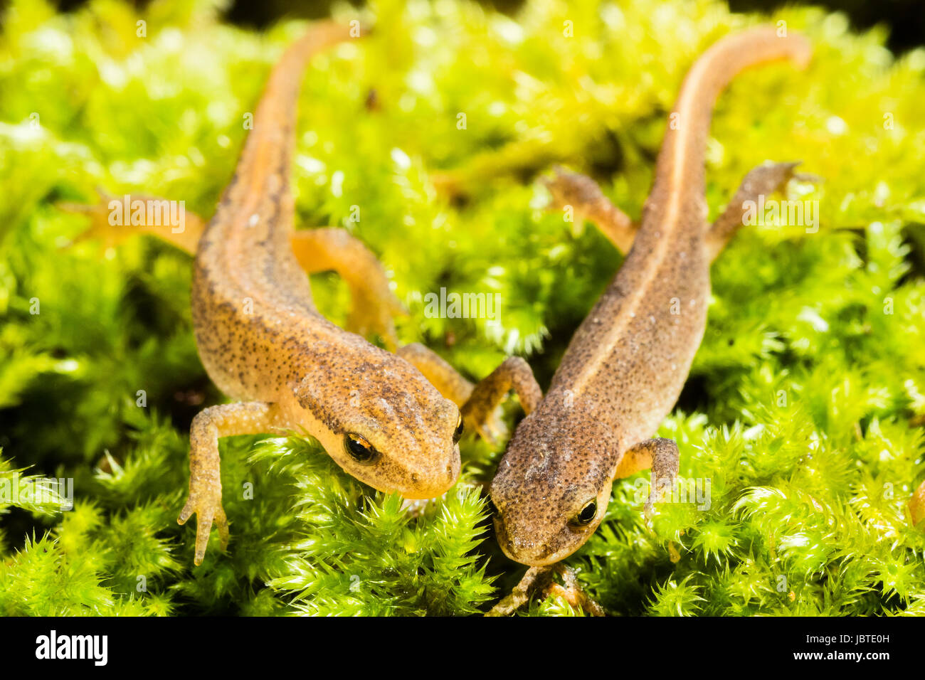 Smooth newt - photographed in controlled conditions and released ...