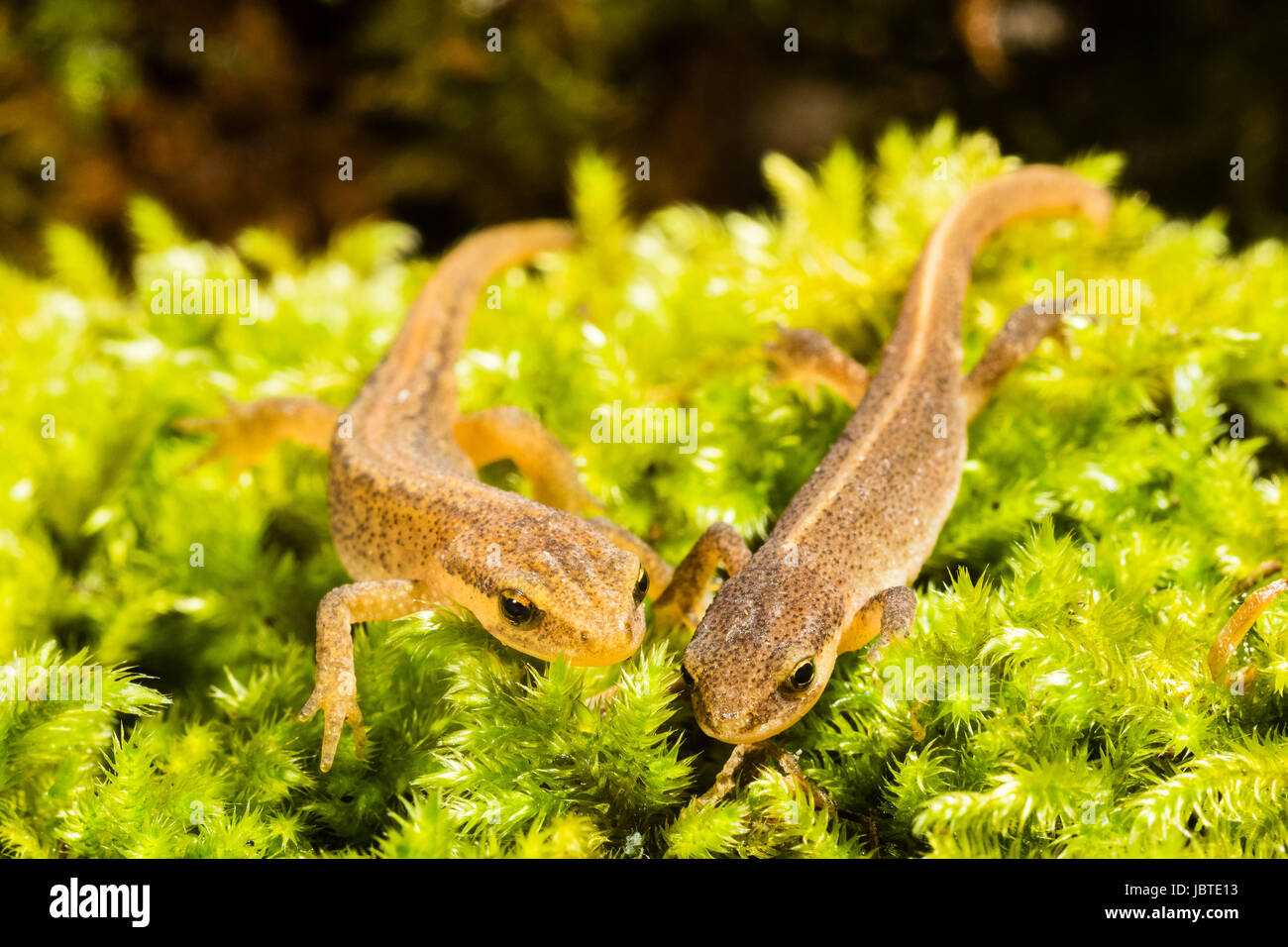Smooth newt - photographed in controlled conditions and released ...