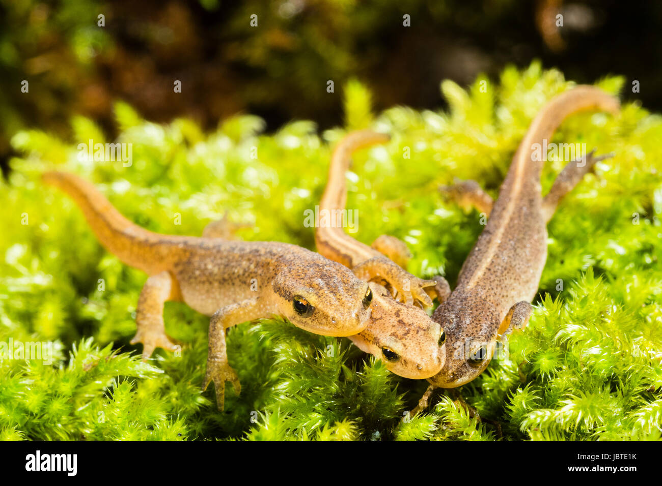 Smooth newt uk male hi-res stock photography and images - Alamy
