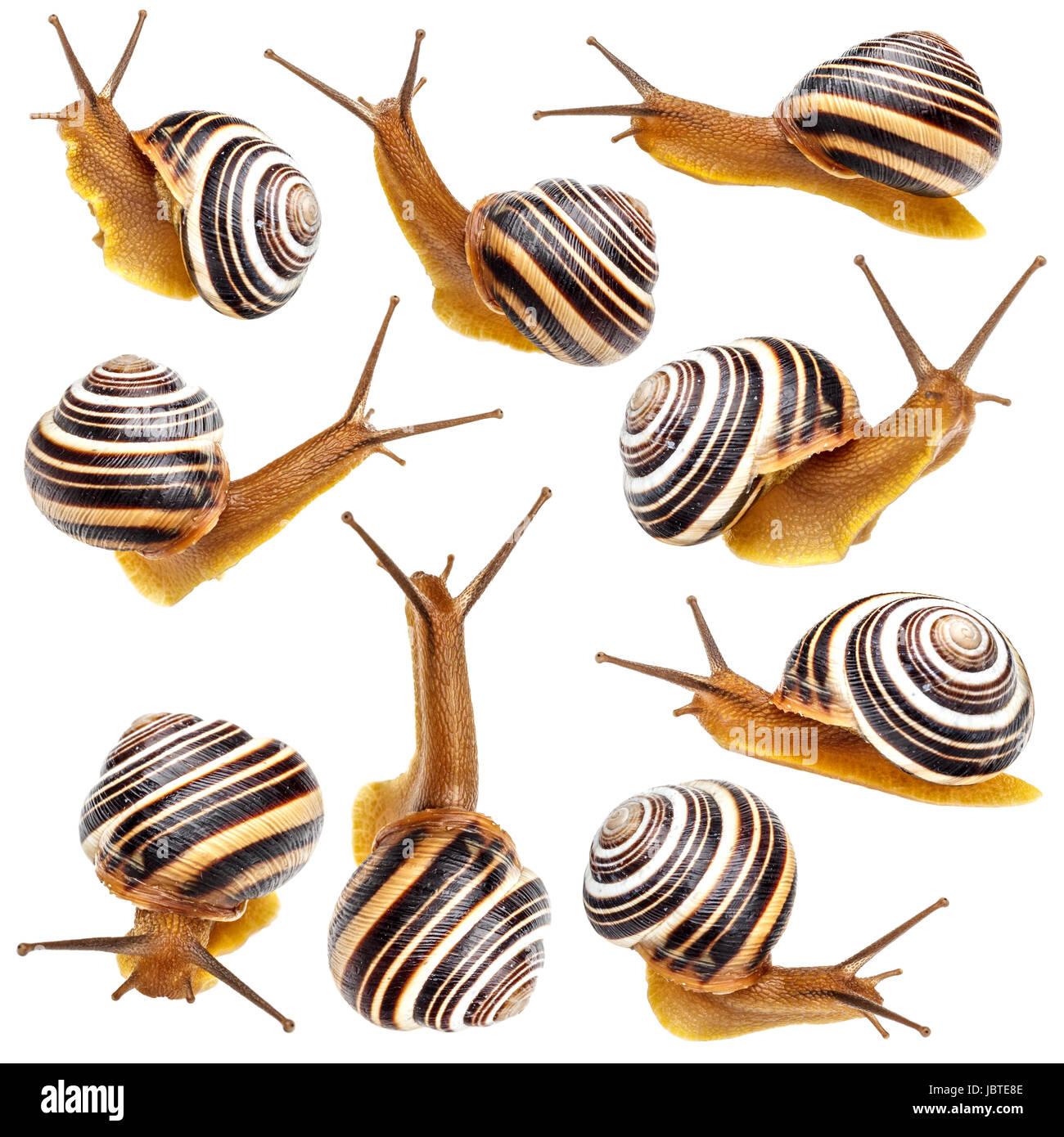 Set of the garden snail isolated on white background Stock Photo - Alamy