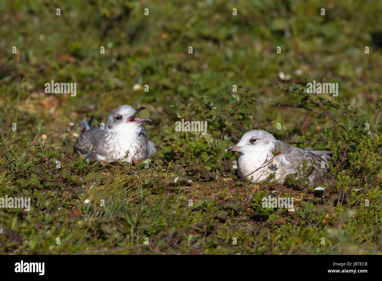Common gulls hi-res stock photography and images - Alamy