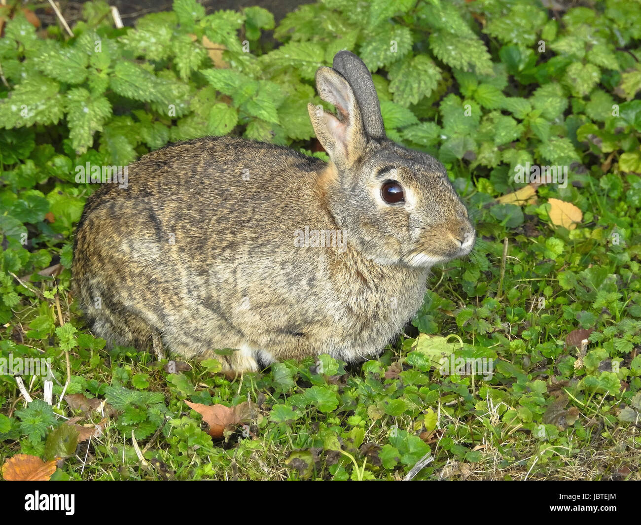 Injured rabbit hi-res stock photography and images - Alamy