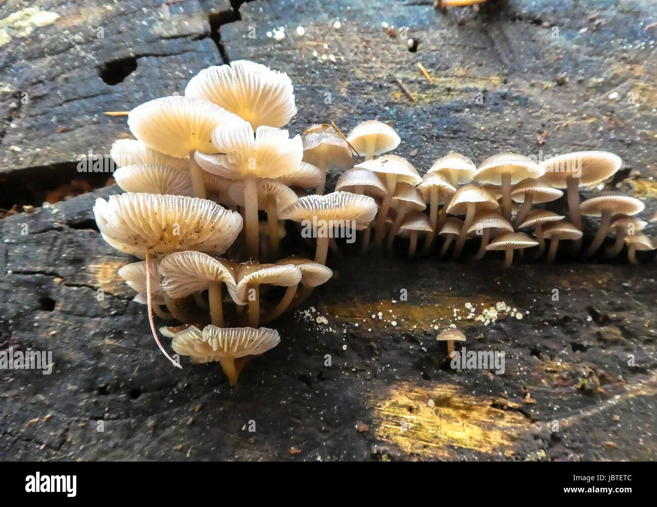 Baumpilze / fungi on tree Stock Photo - Alamy