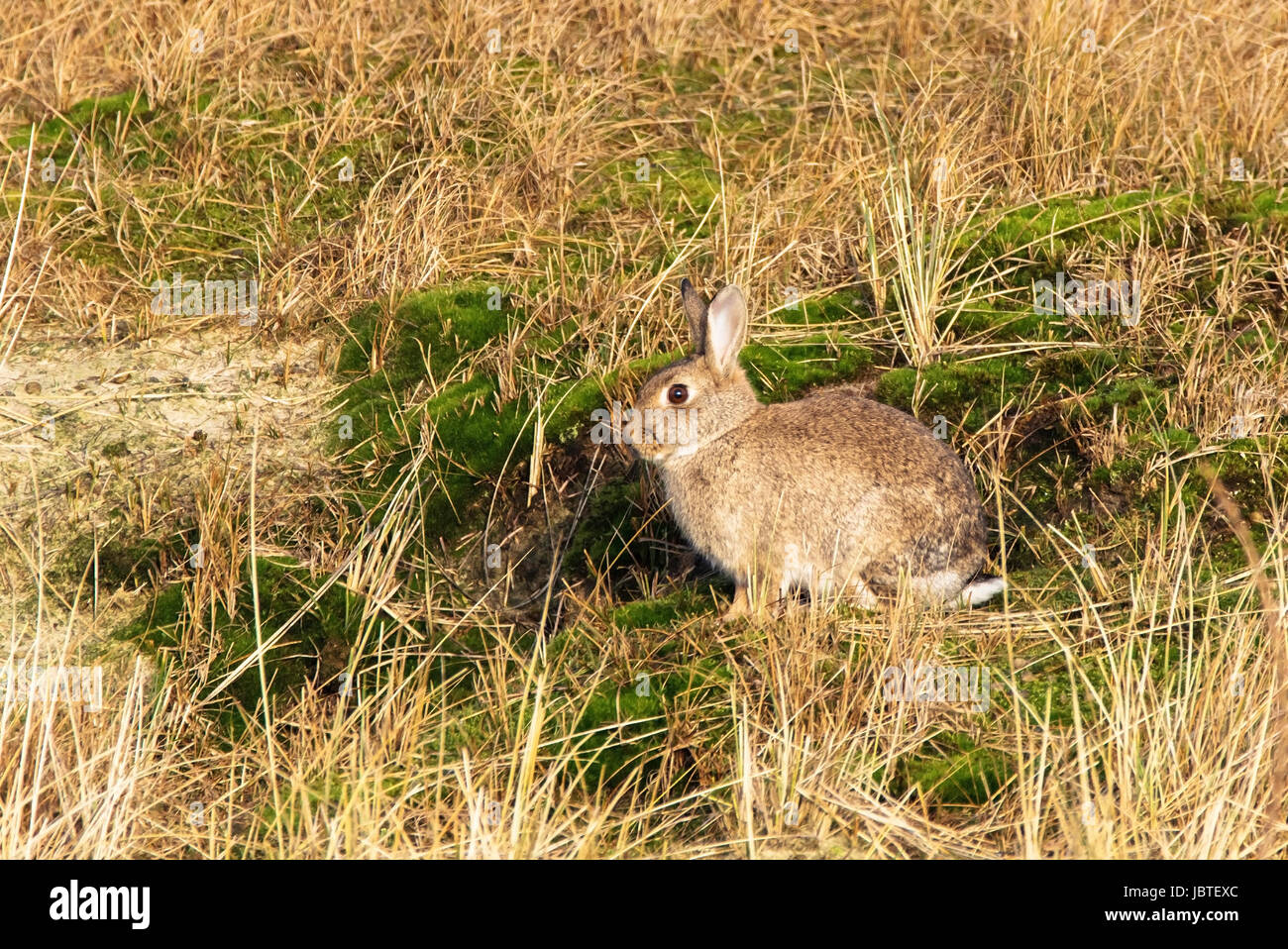 Kaninchen in Dünen, Oryctolagus cuniculus / Rabbit in dunes ...