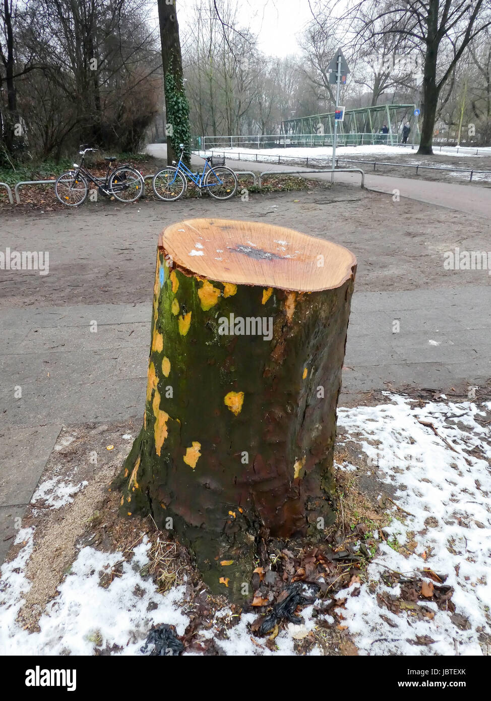 Plane tree platanus sp hi-res stock photography and images - Alamy