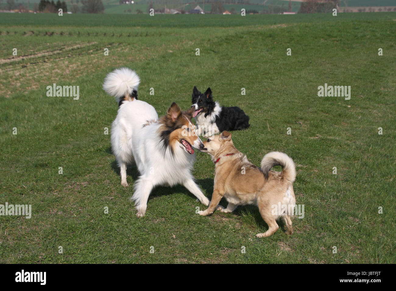 Hunde spielen hi-res stock photography and images - Alamy
