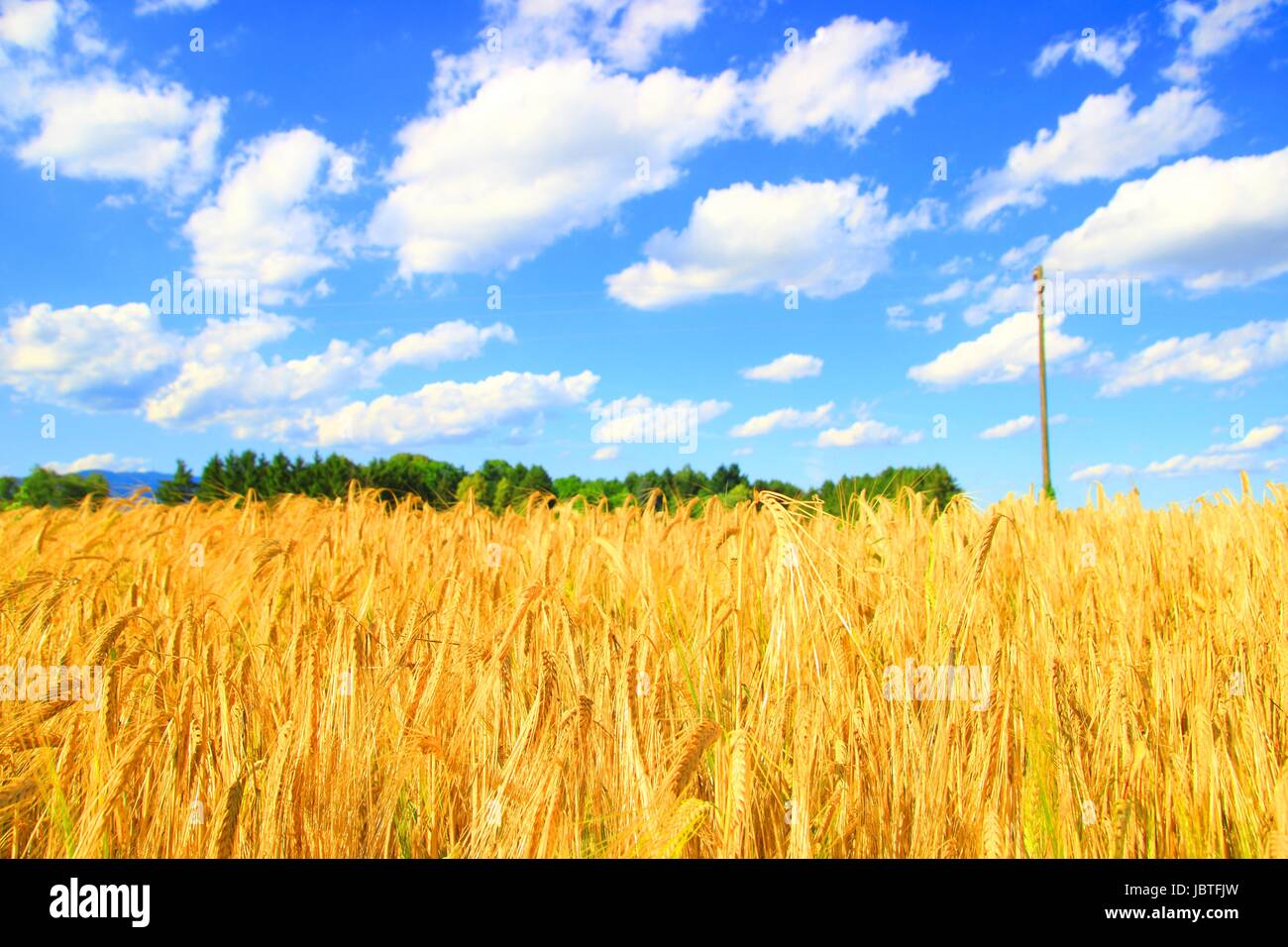 Countryside landscape of mature wheat field and blue sky with clouds ...