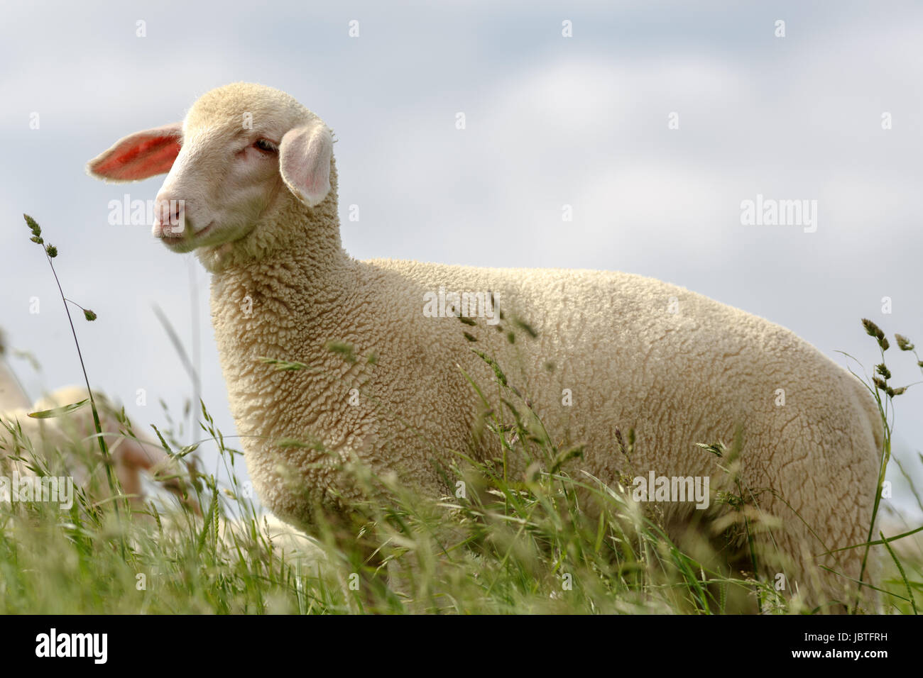 Merinolandschafe hi-res stock photography and images - Alamy