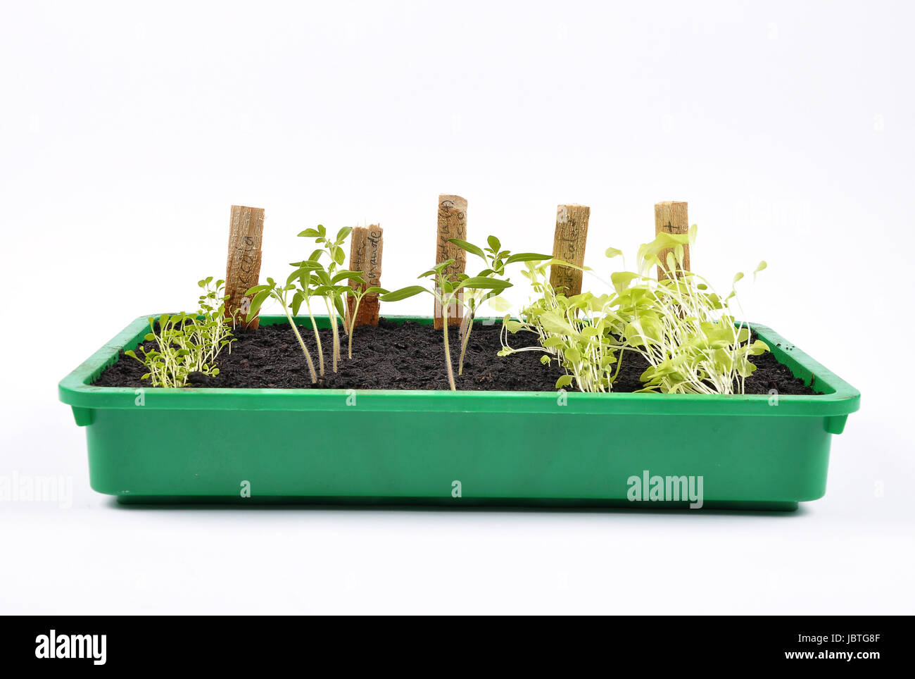 Different seedlings being cultivated Stock Photo - Alamy