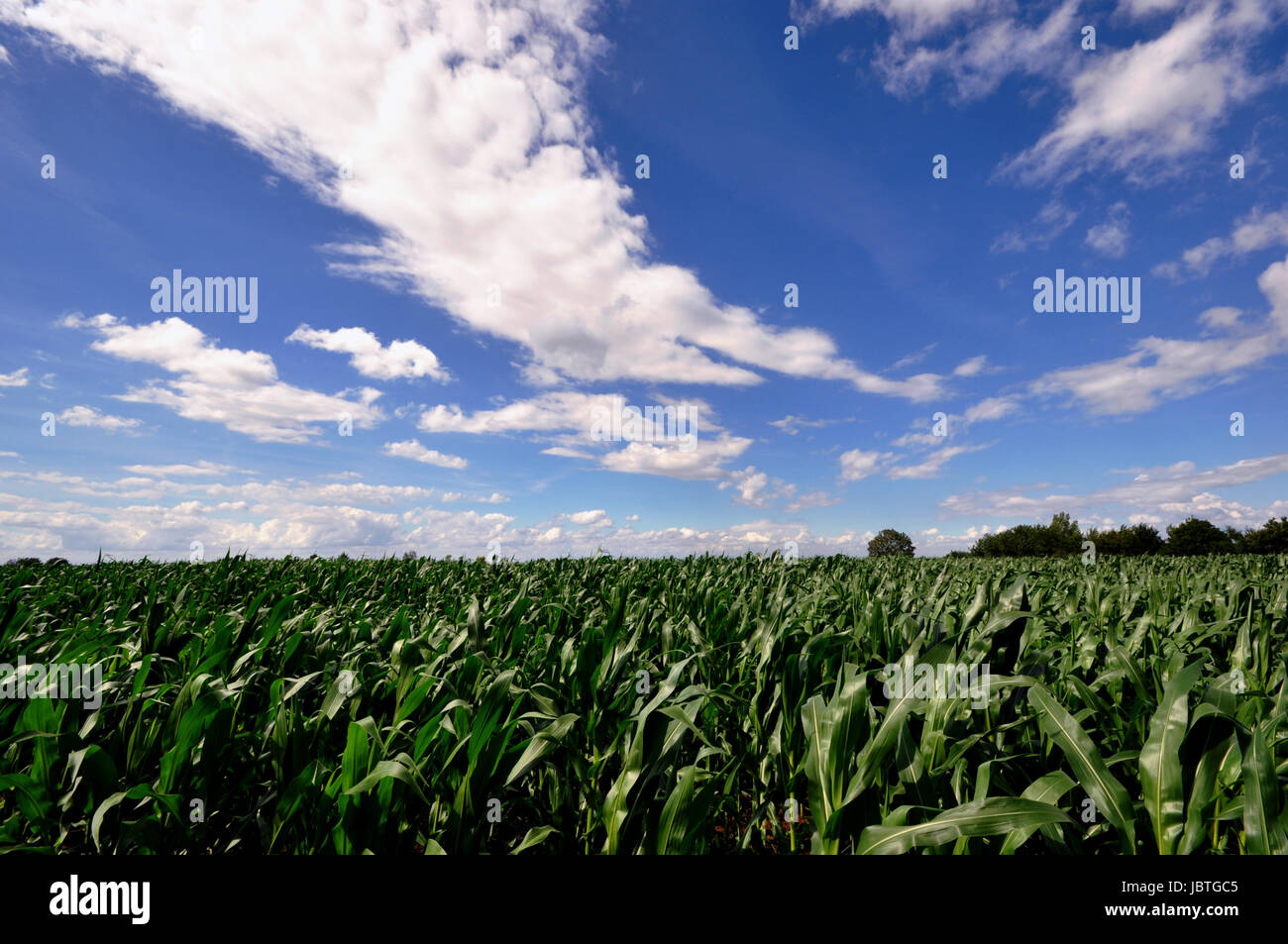 corn fields in the wind Stock Photo - Alamy