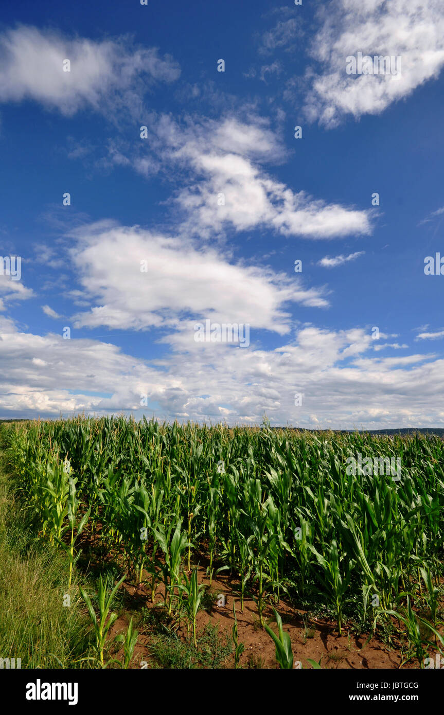 corn fields in the wind Stock Photo - Alamy