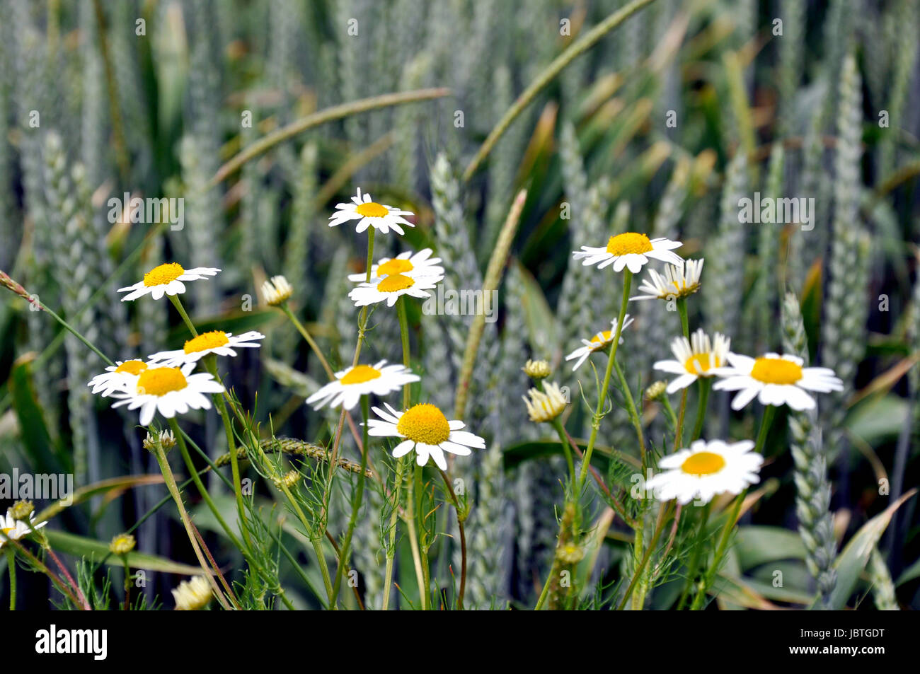 Edge flowers hi-res stock photography and images - Alamy