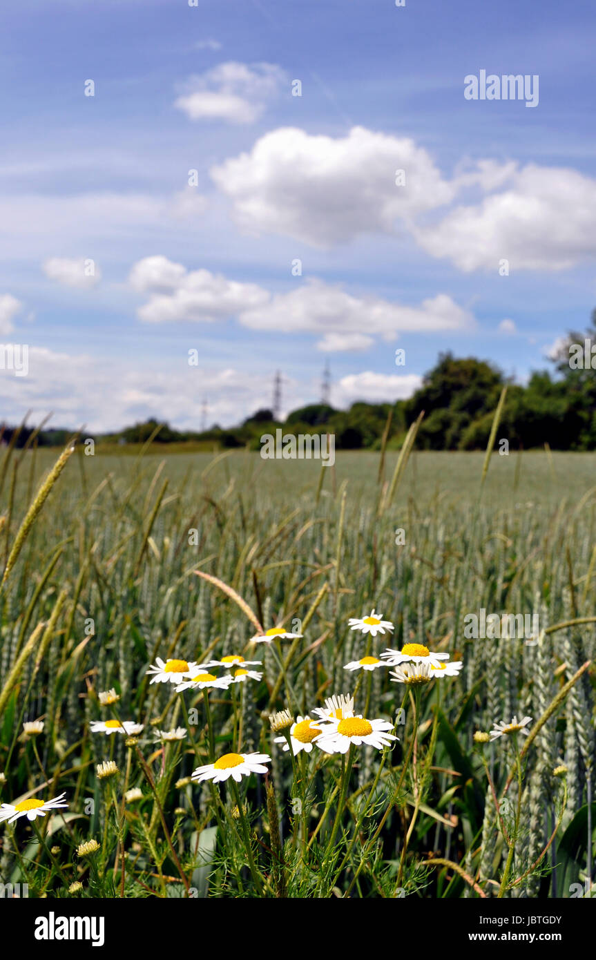 Edge flowers hi-res stock photography and images - Alamy