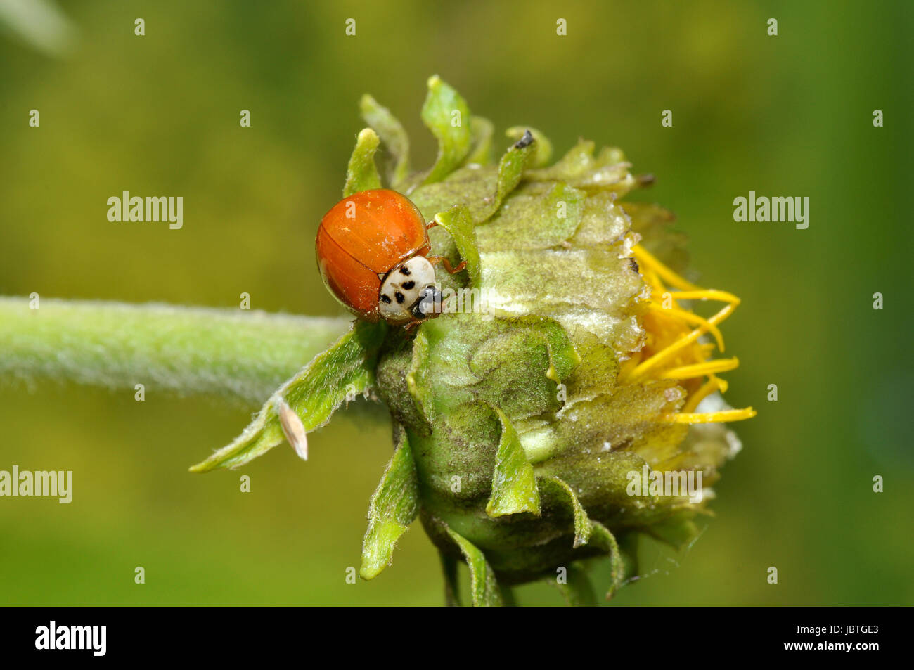 Ten spot hi-res stock photography and images - Alamy